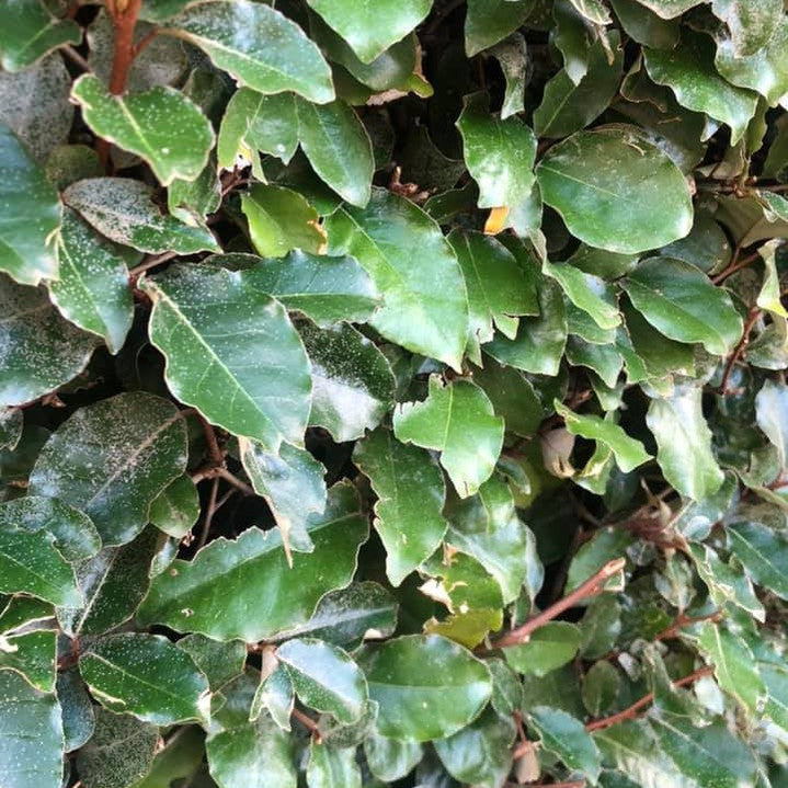 Elaeagnus x ebbingei