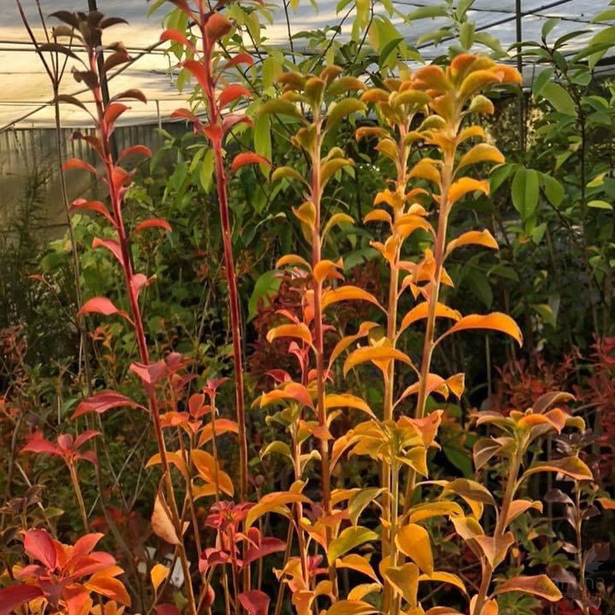 Enkianthus deflexus