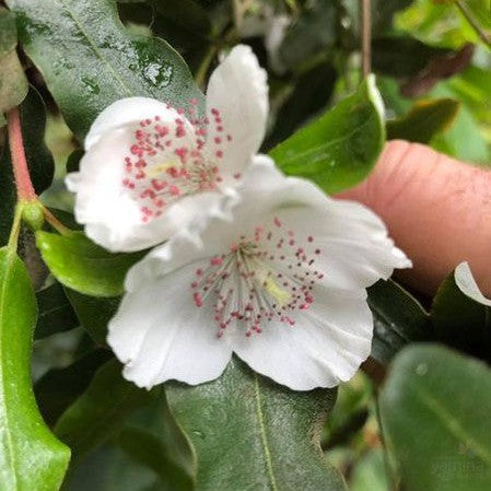 Eucryphia lucida