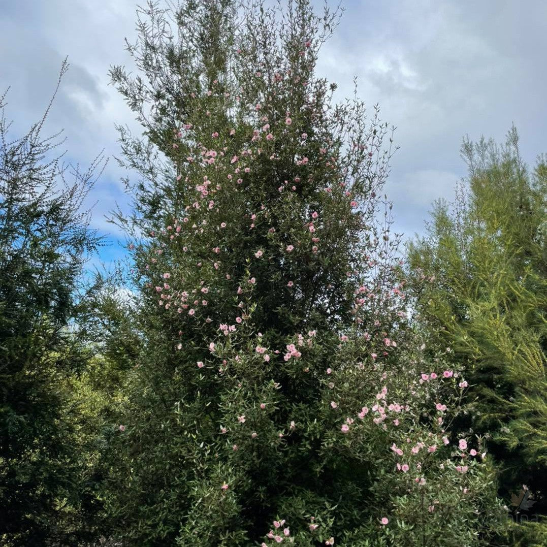 Eucryphia lucida Ballerina