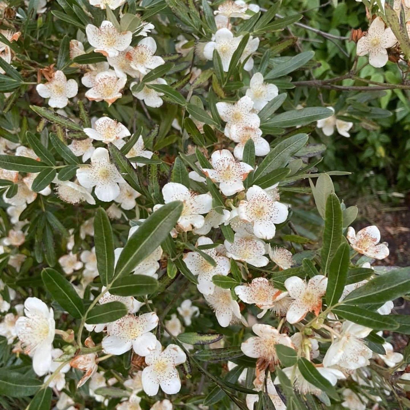 Eucryphia lucida Leatherwood Cream