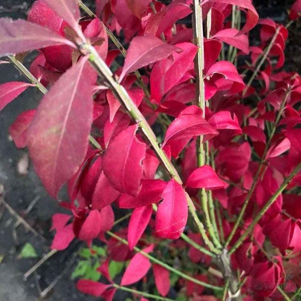 Euonymus alatus Compactus