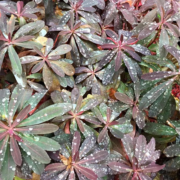Euphorbia dulcis Chameleon