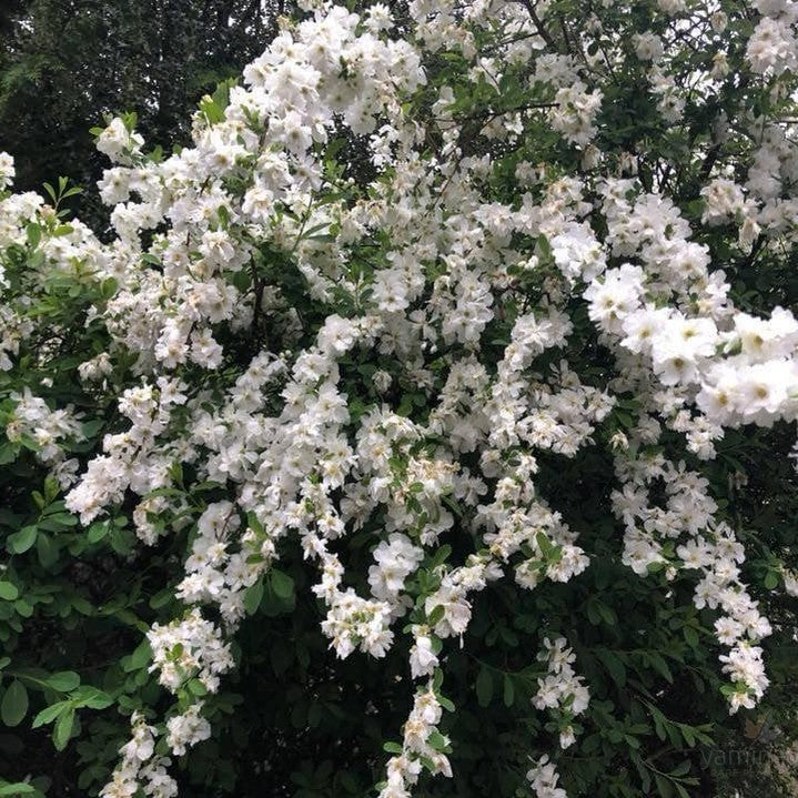Exochorda x macrantha The Bride