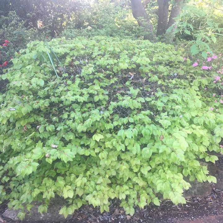 Trees & Shrubs – Page 19