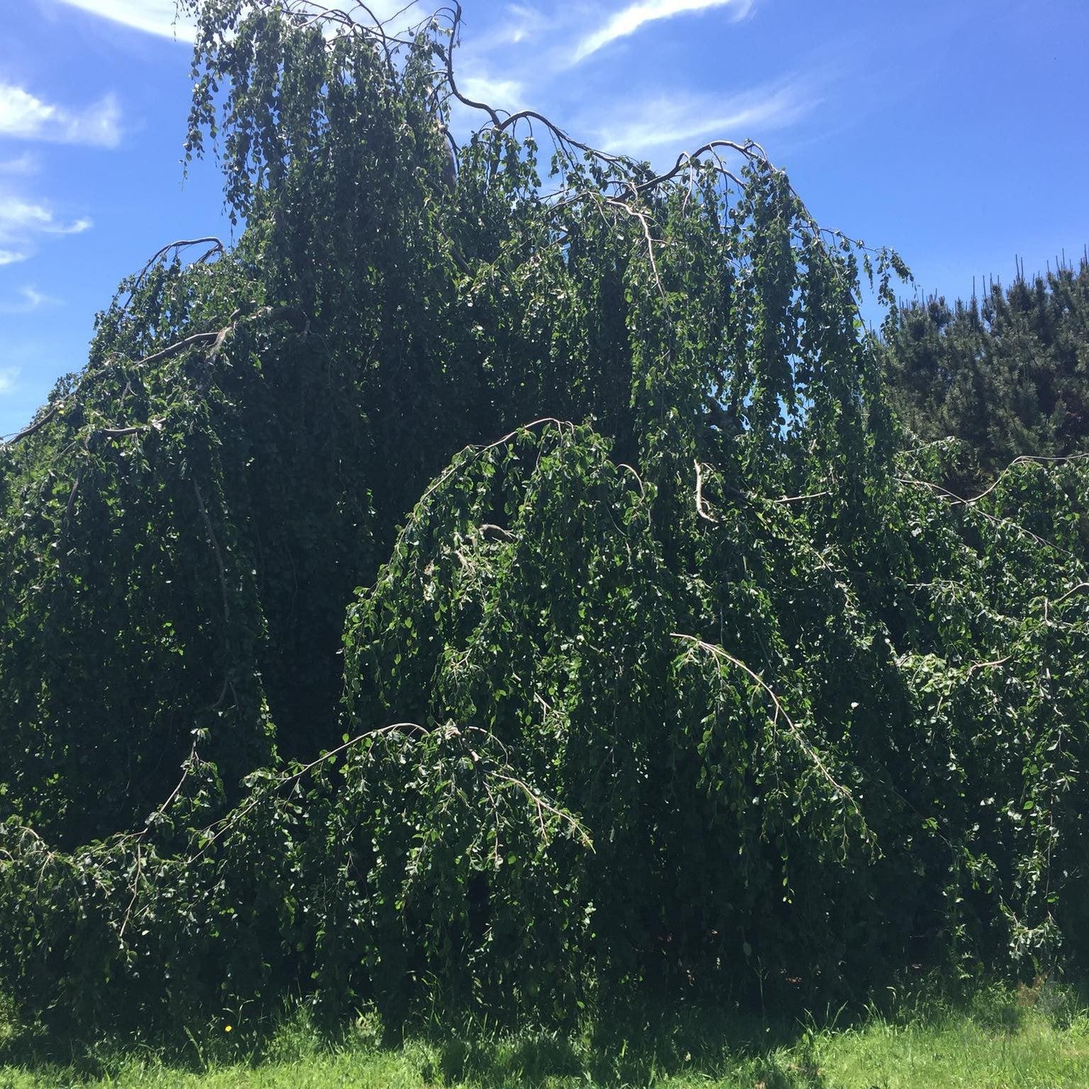 Fagus Sylvatica Pendula