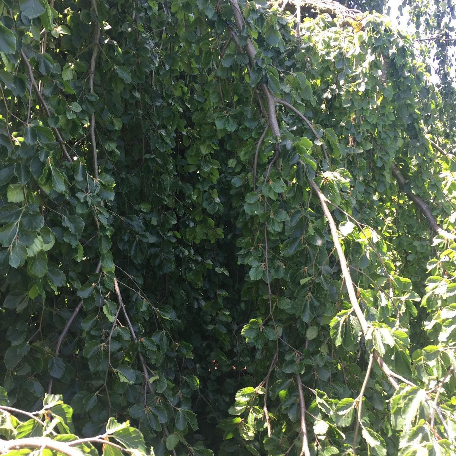 Fagus Sylvatica Pendula