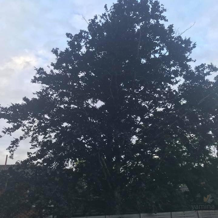 Fagus sylvatica Riversii