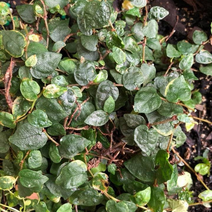 Ficus pumila Minima