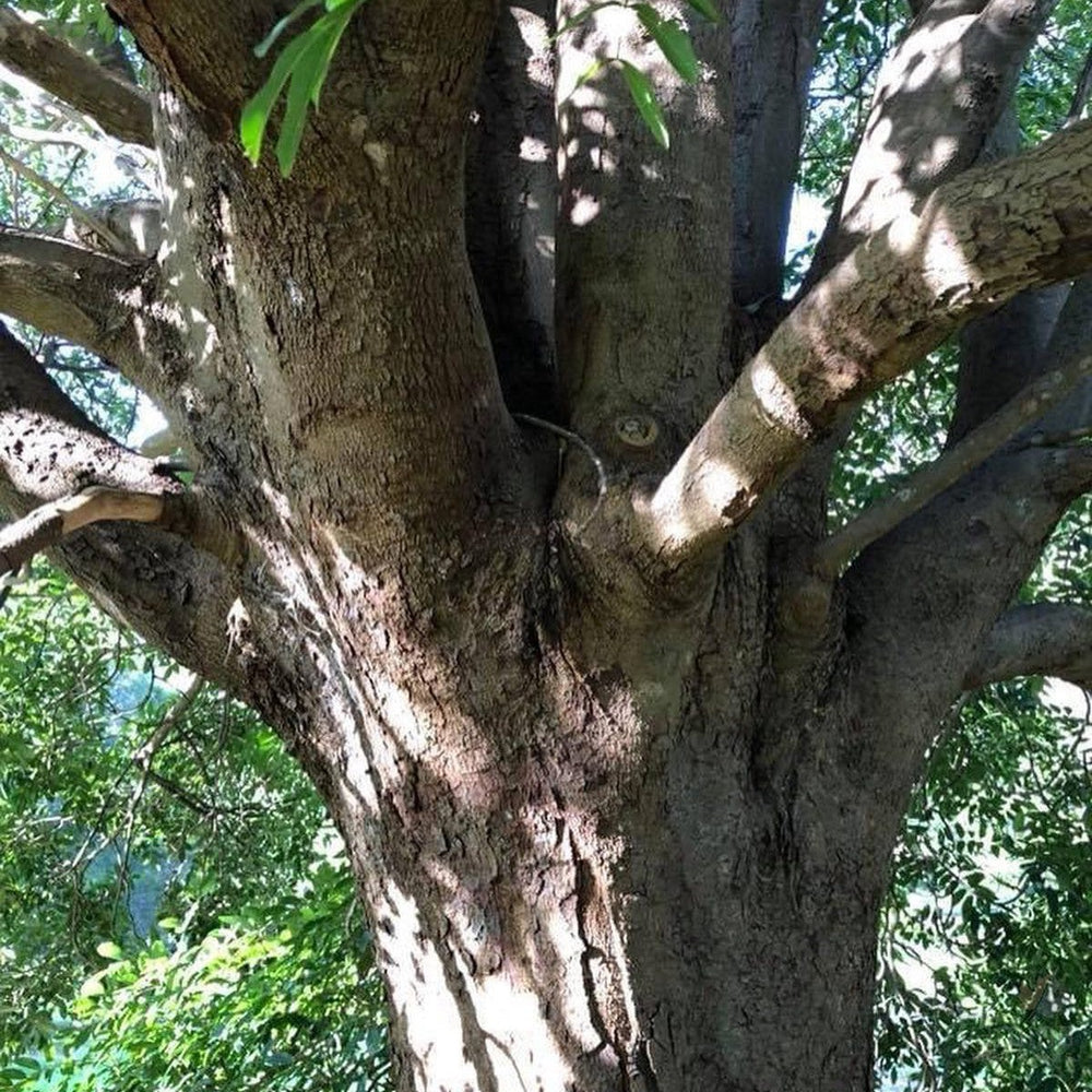 Flindersia australis