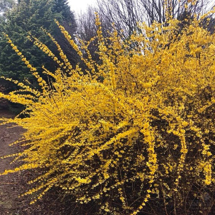 Forsythia x intermedia Lynwood Gold