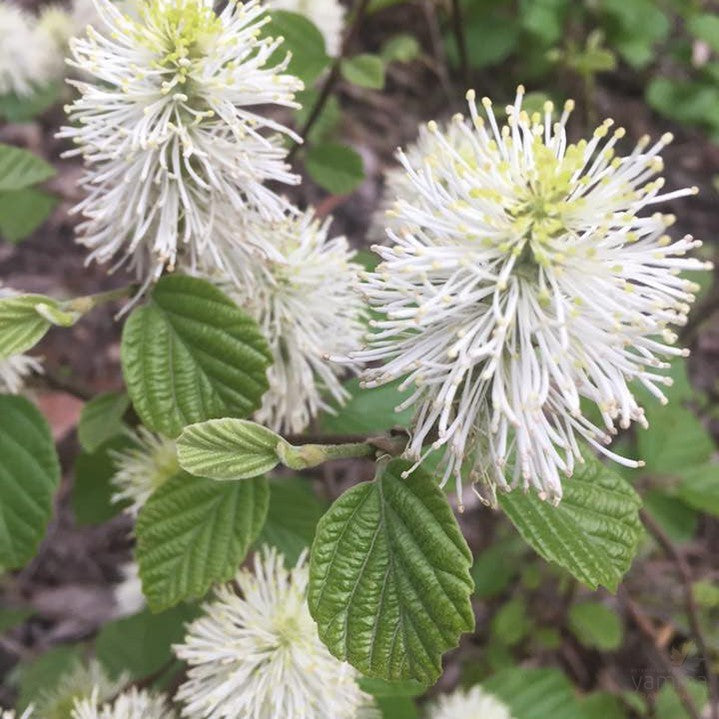 Fothergilla gardenii