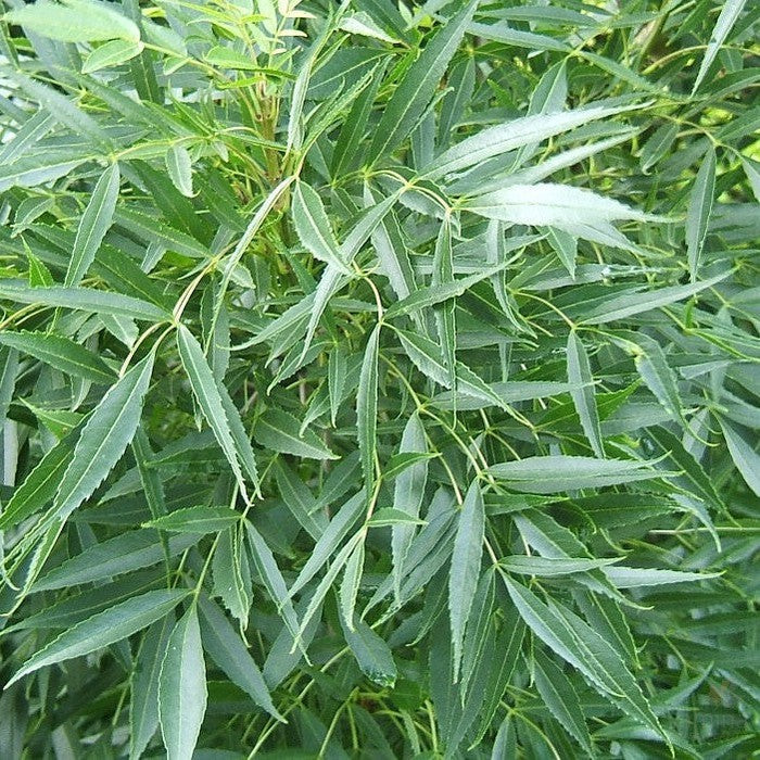 Fraxinus angustifolia Raywood