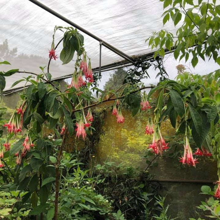 Fuchsia boliviana Luxurians