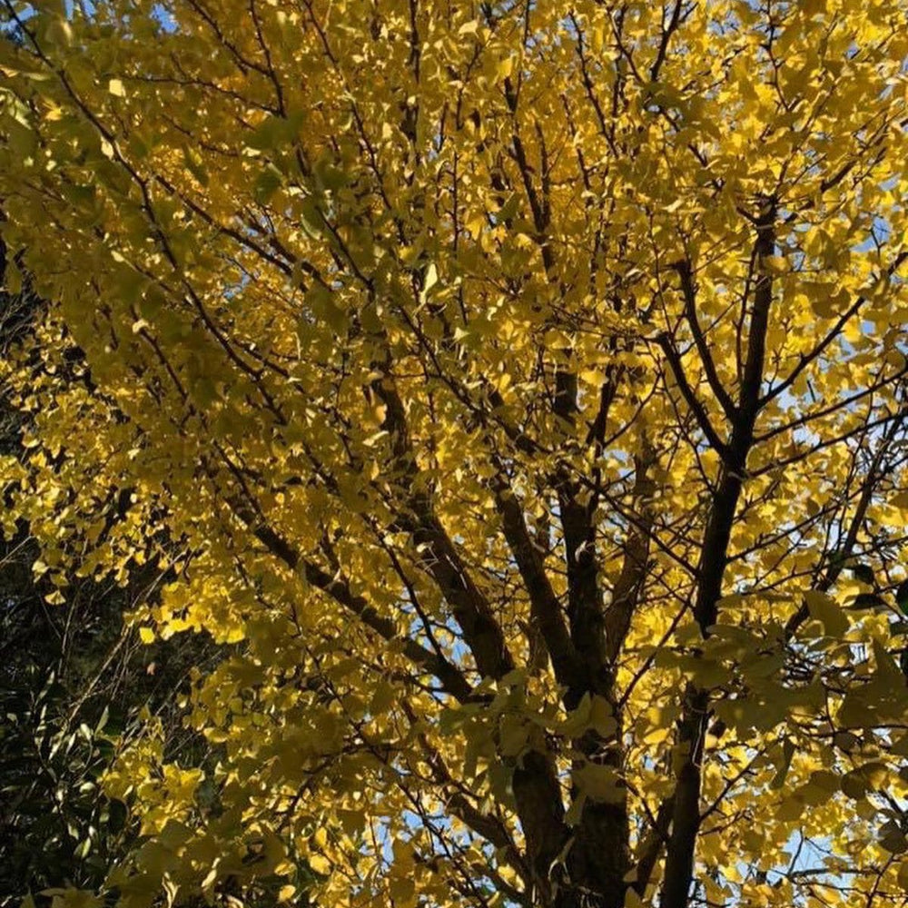 Ginkgo biloba Saratoga (male)