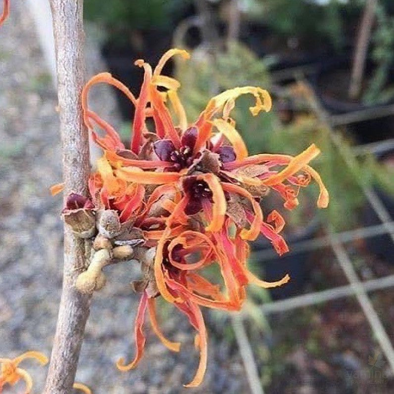 Hamamelis x intermedia Jelena