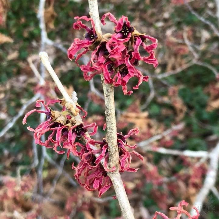 Hamamelis x intermedia Ruby Glow