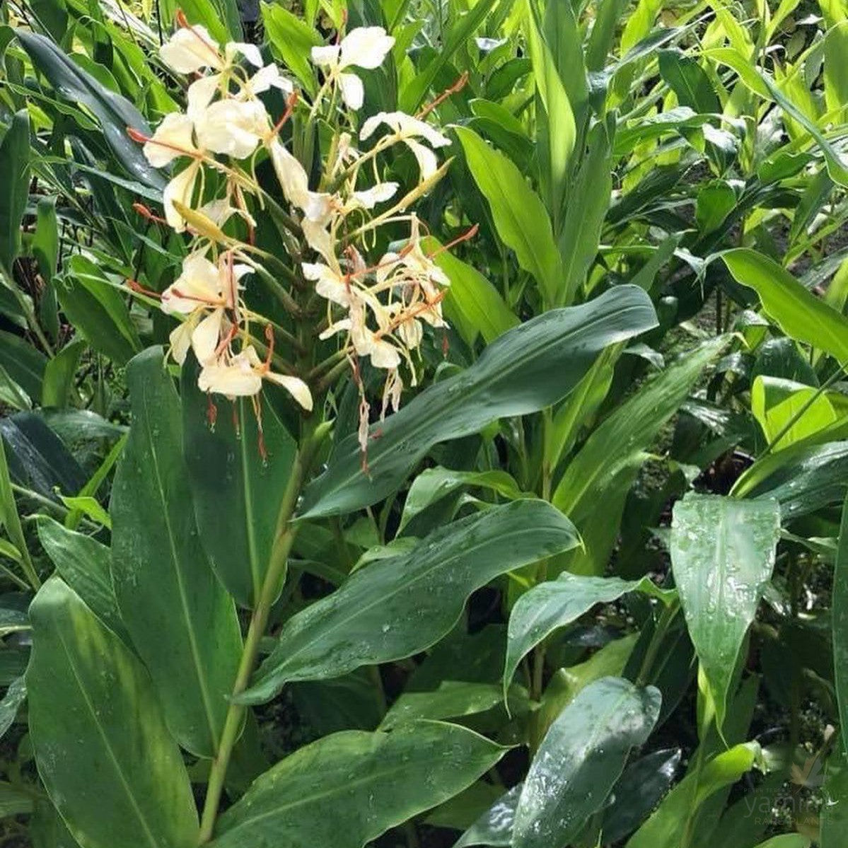 Hedychium gardnerianum