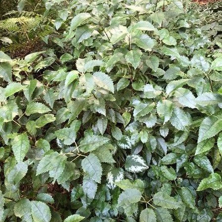 Trees & Shrubs – Page 22