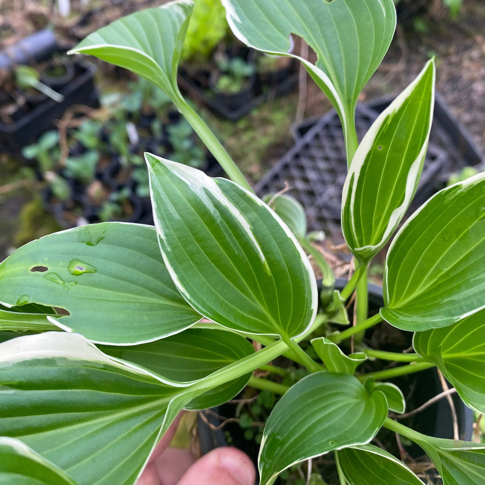 Hosta Allan P. McConnell