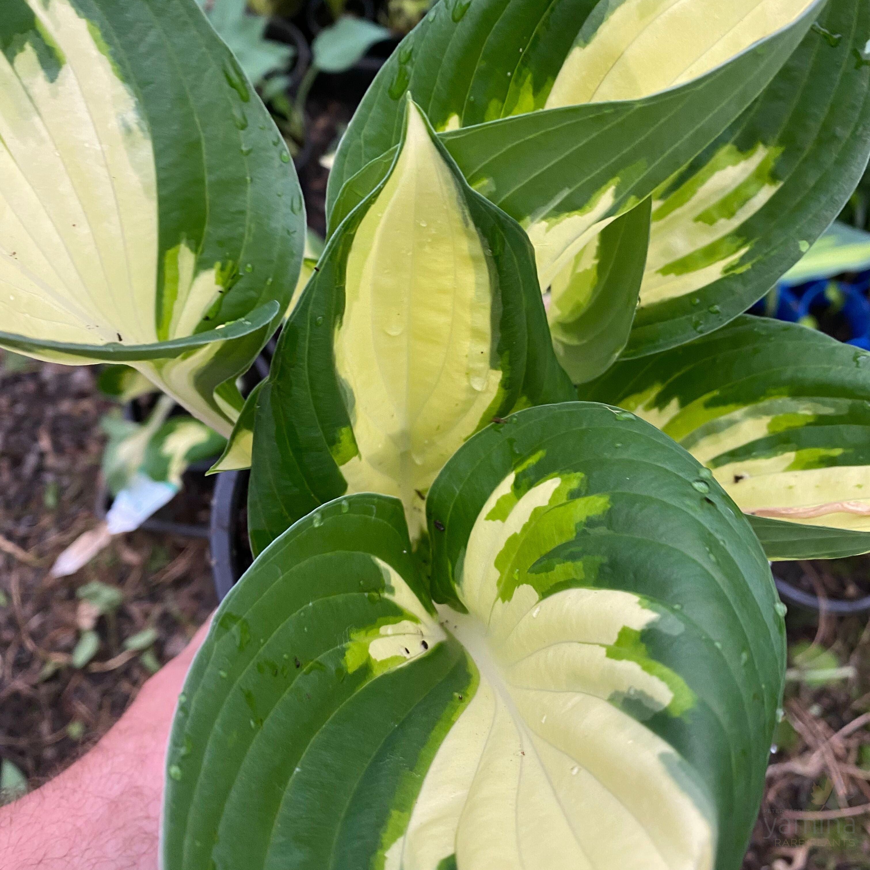 Hosta Loyalist