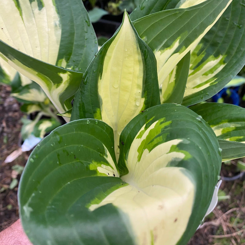 Hosta Loyalist