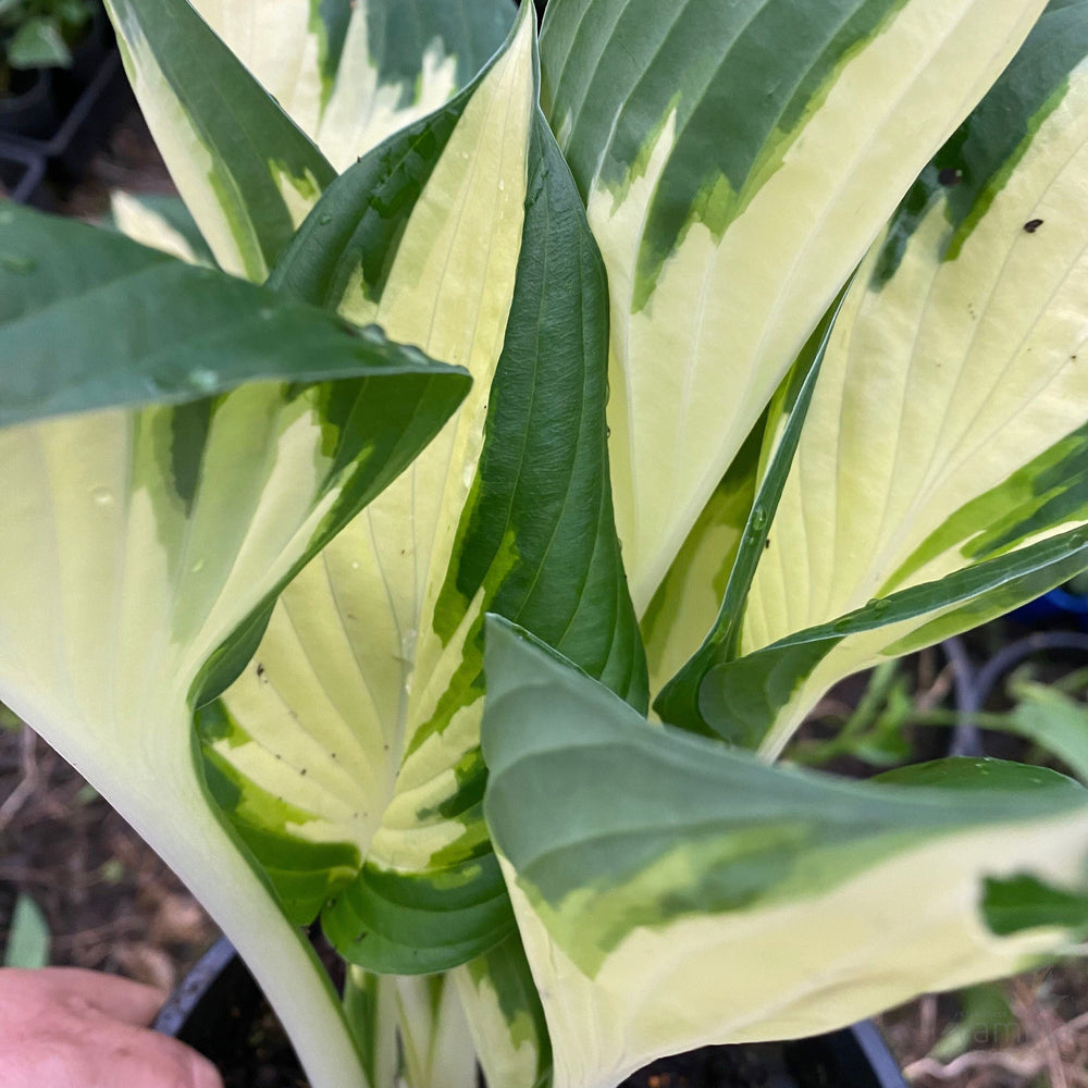 Hosta Loyalist
