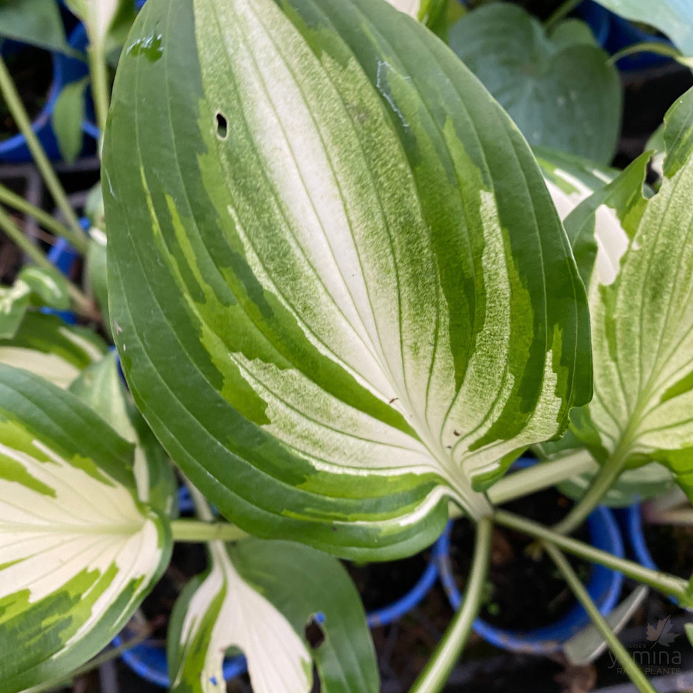 Hosta