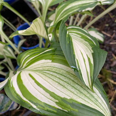 Hosta