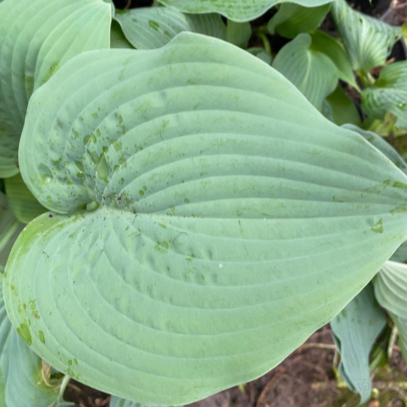 Hosta