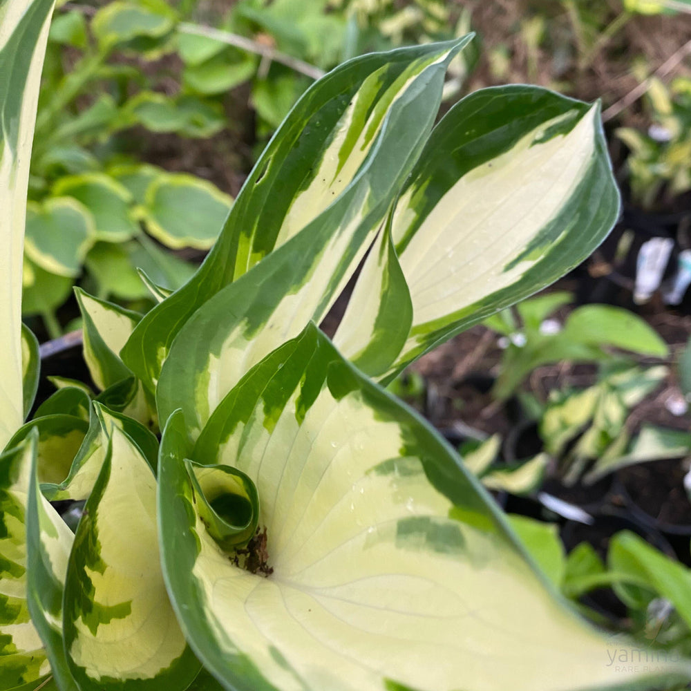 Hosta