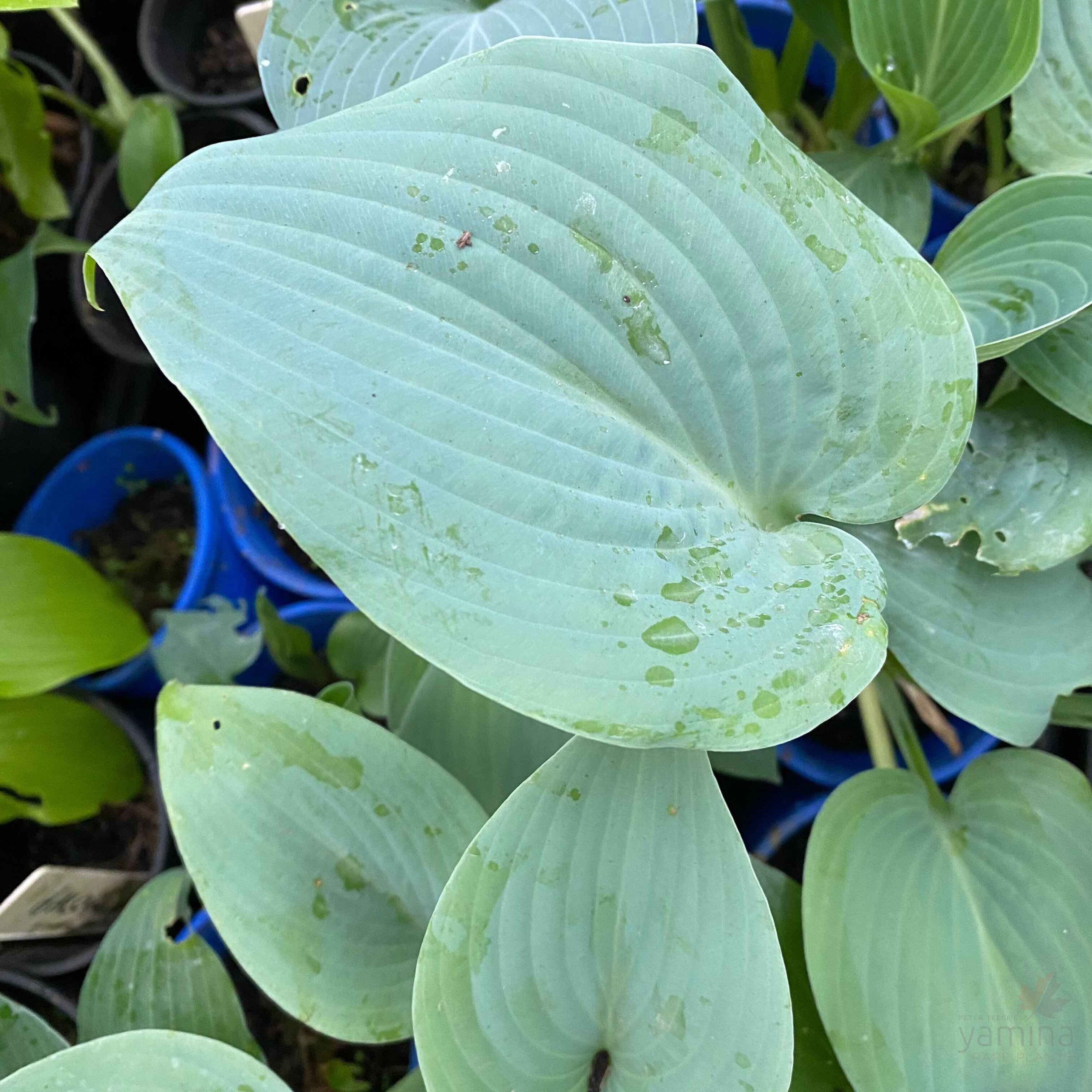 Hosta hybrid 'Halcyon'