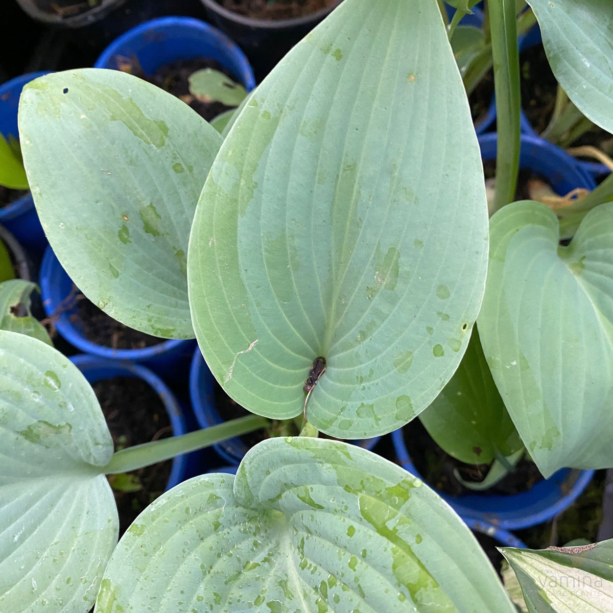 Hosta hybrid 'Halcyon'