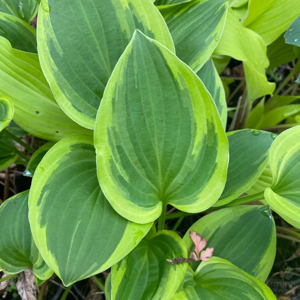 Hosta hybrida Emerald Tiara