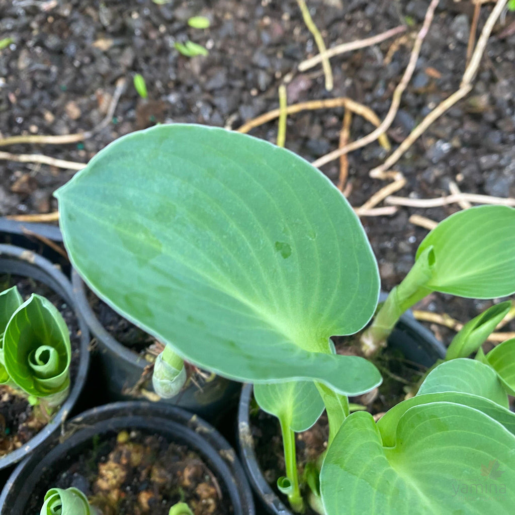 Hosta hybrida Mouse Ears
