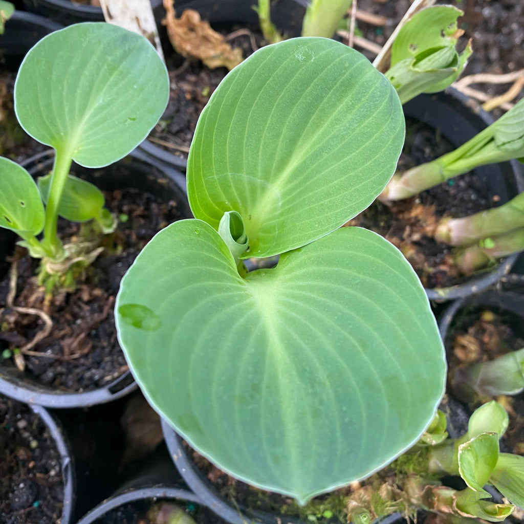 Hosta hybrida Mouse Ears