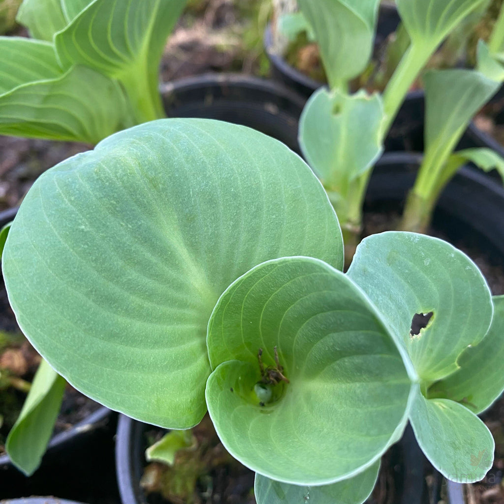 Hosta hybrida Mouse Ears