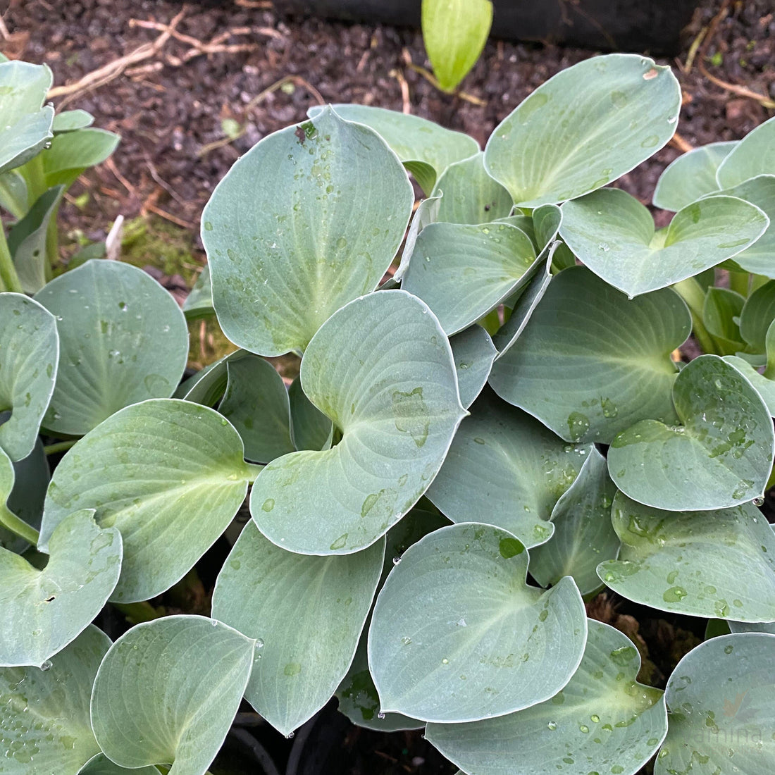 Hosta hybrida Mouse Ears