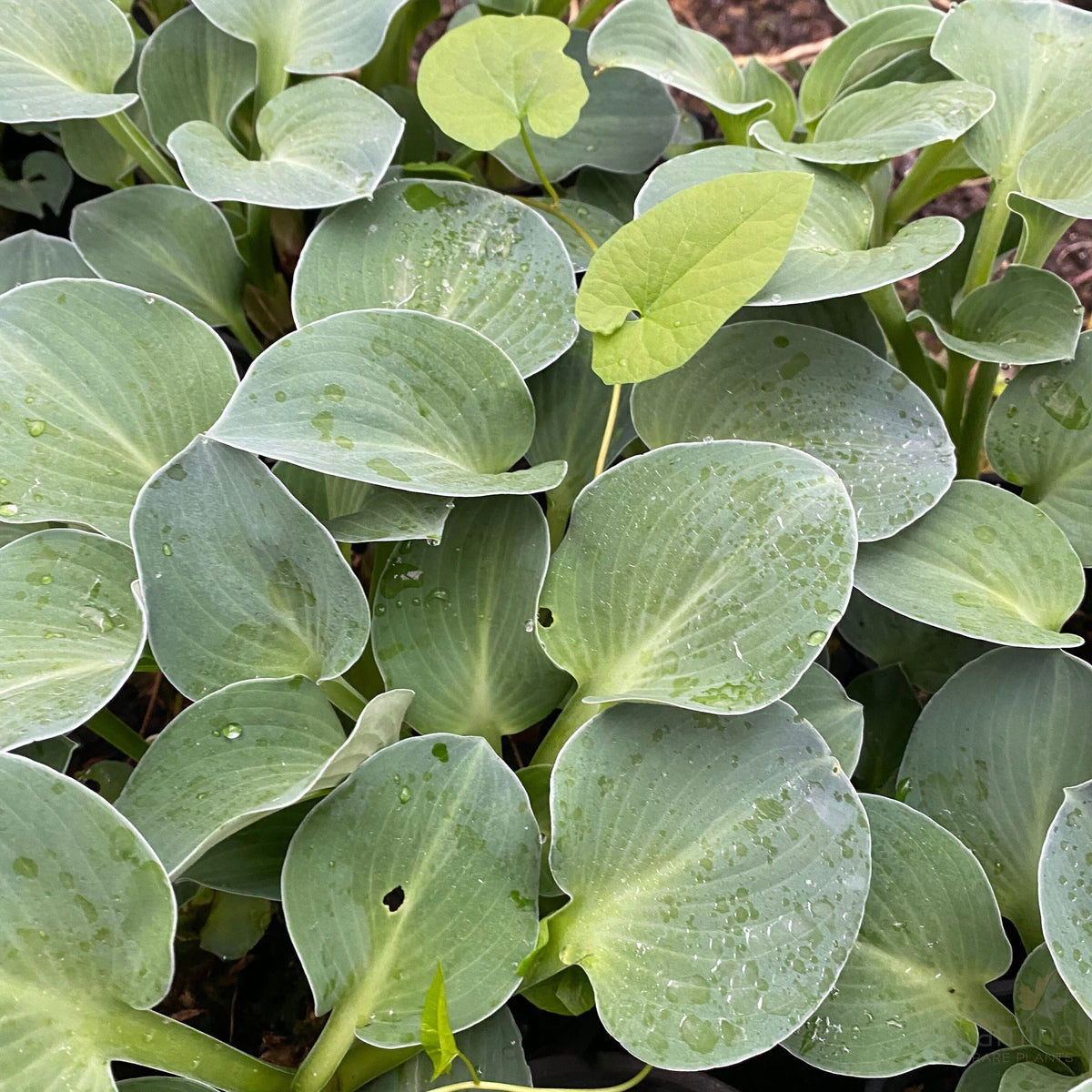 Hosta hybrida Mouse Ears