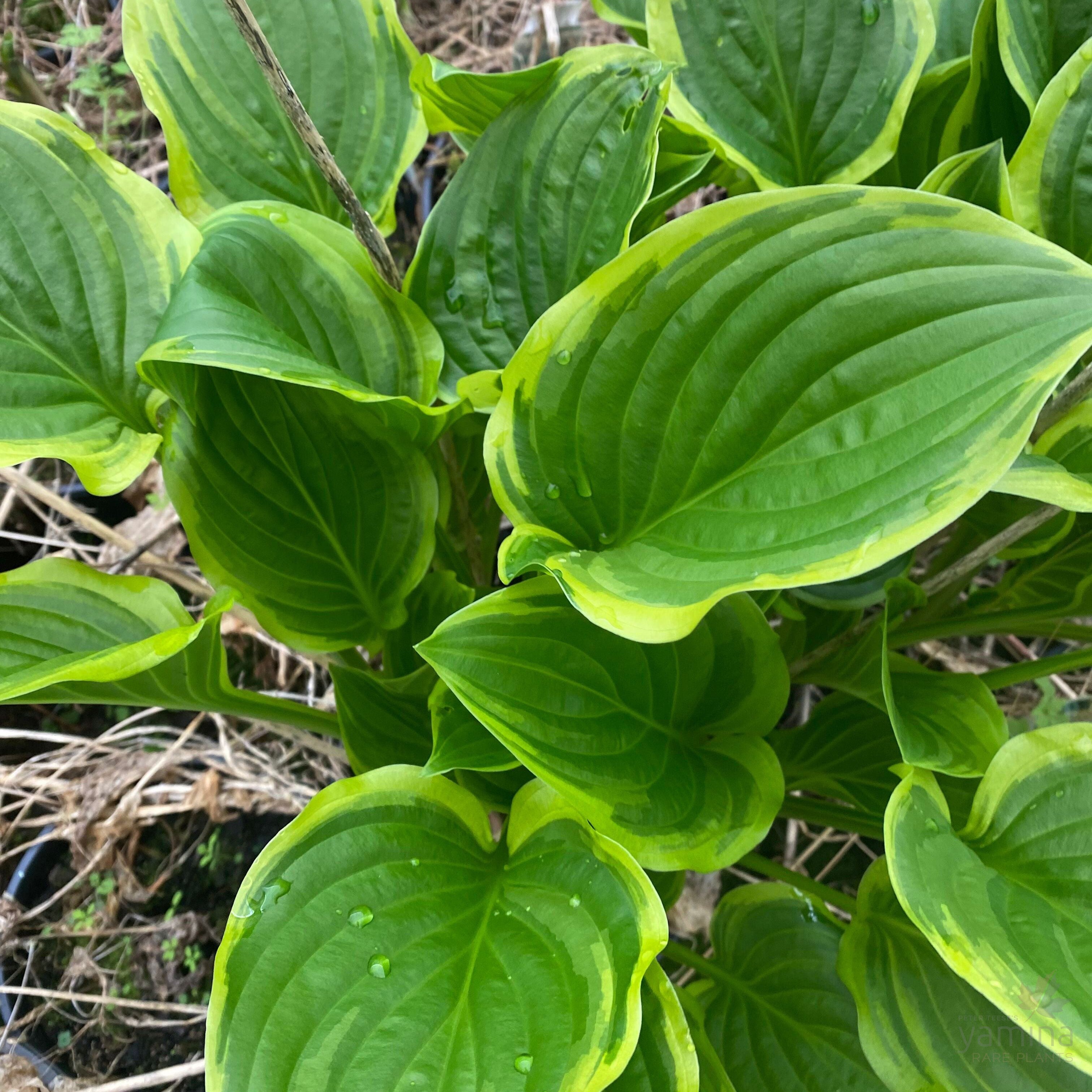 Hosta hybrida So Sweet