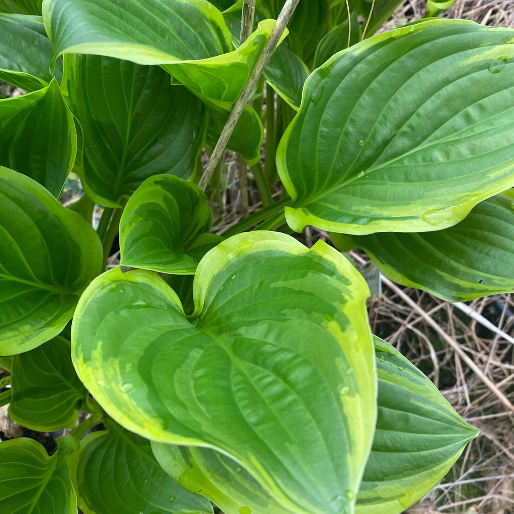 Hosta hybrida So Sweet