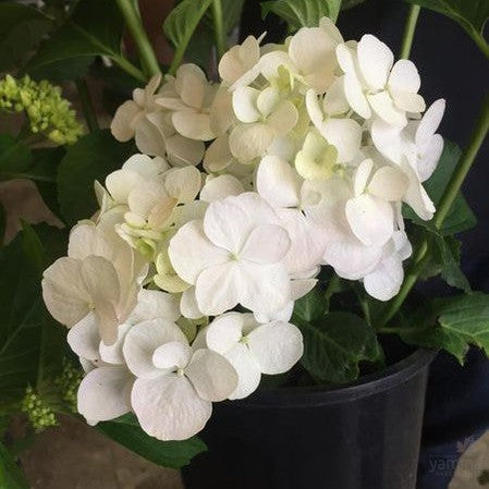 Hydrangea macrophylla Bridal Bouquet