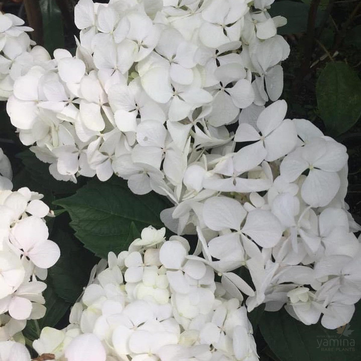 Hydrangea macrophylla Bridal Bouquet