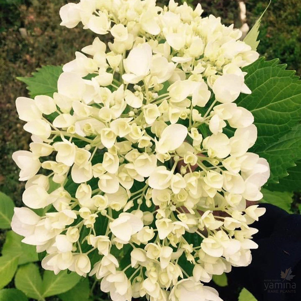 Hydrangea macrophylla Bridal Bouquet