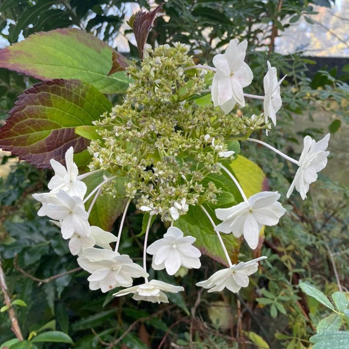 Hydrangea macrophylla Hanabi