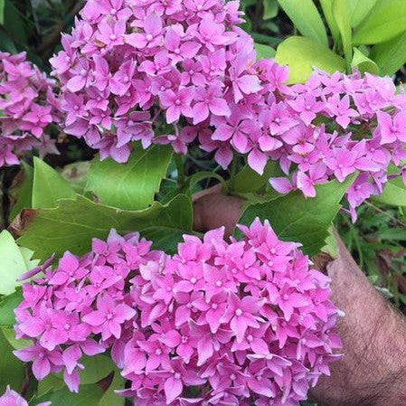 Hydrangea macrophylla Pia