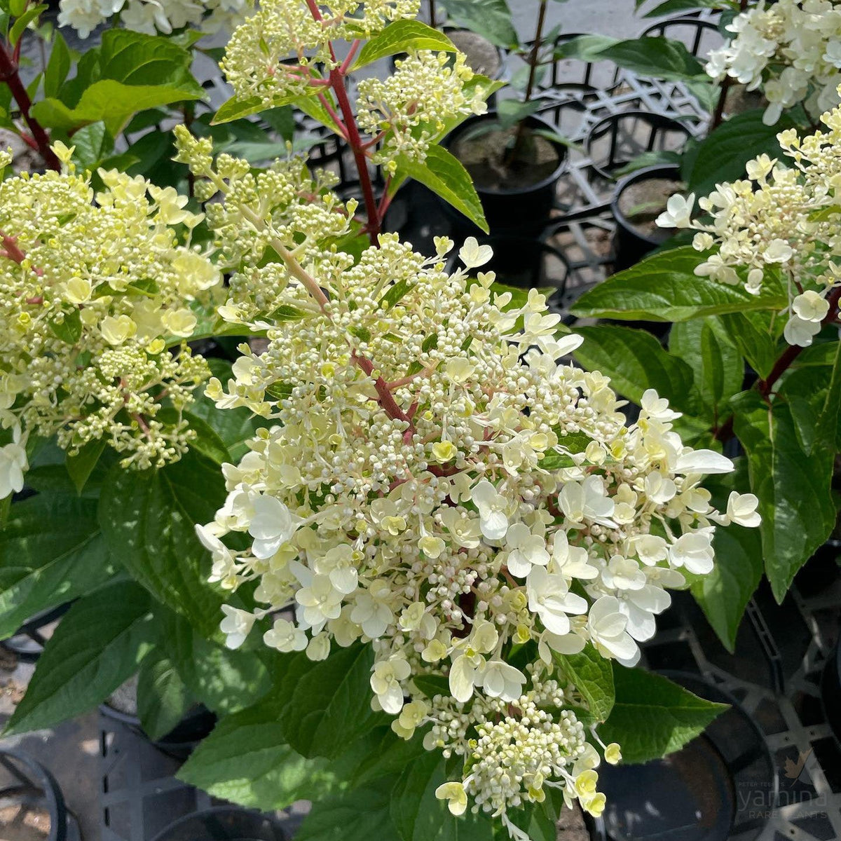 Hydrangea paniculata Candlelight