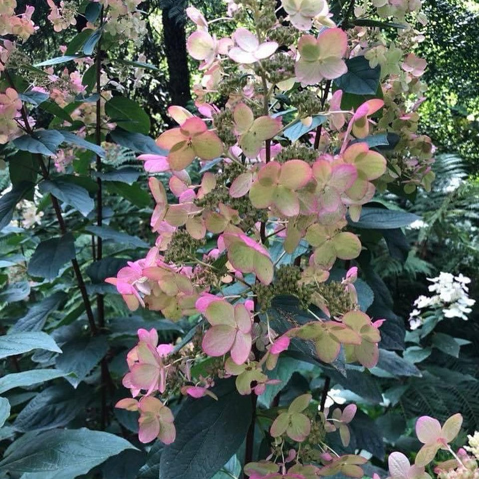 Hydrangea paniculata Floribunda