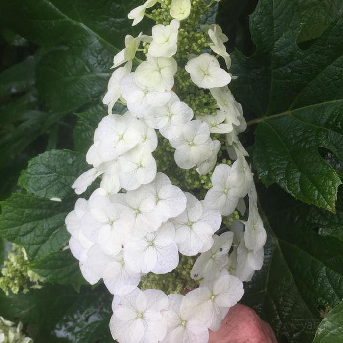Hydrangea quercifolia Ruby Slippers