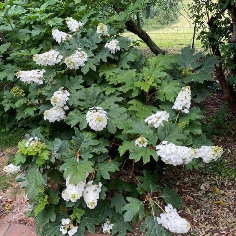 Hydrangea quercifolia Snow Queen